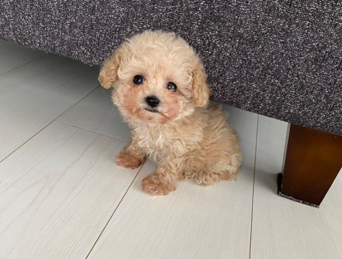 Lovely young toy poodle puppies for sale | Pets, Dogs & Puppies, I'm ...